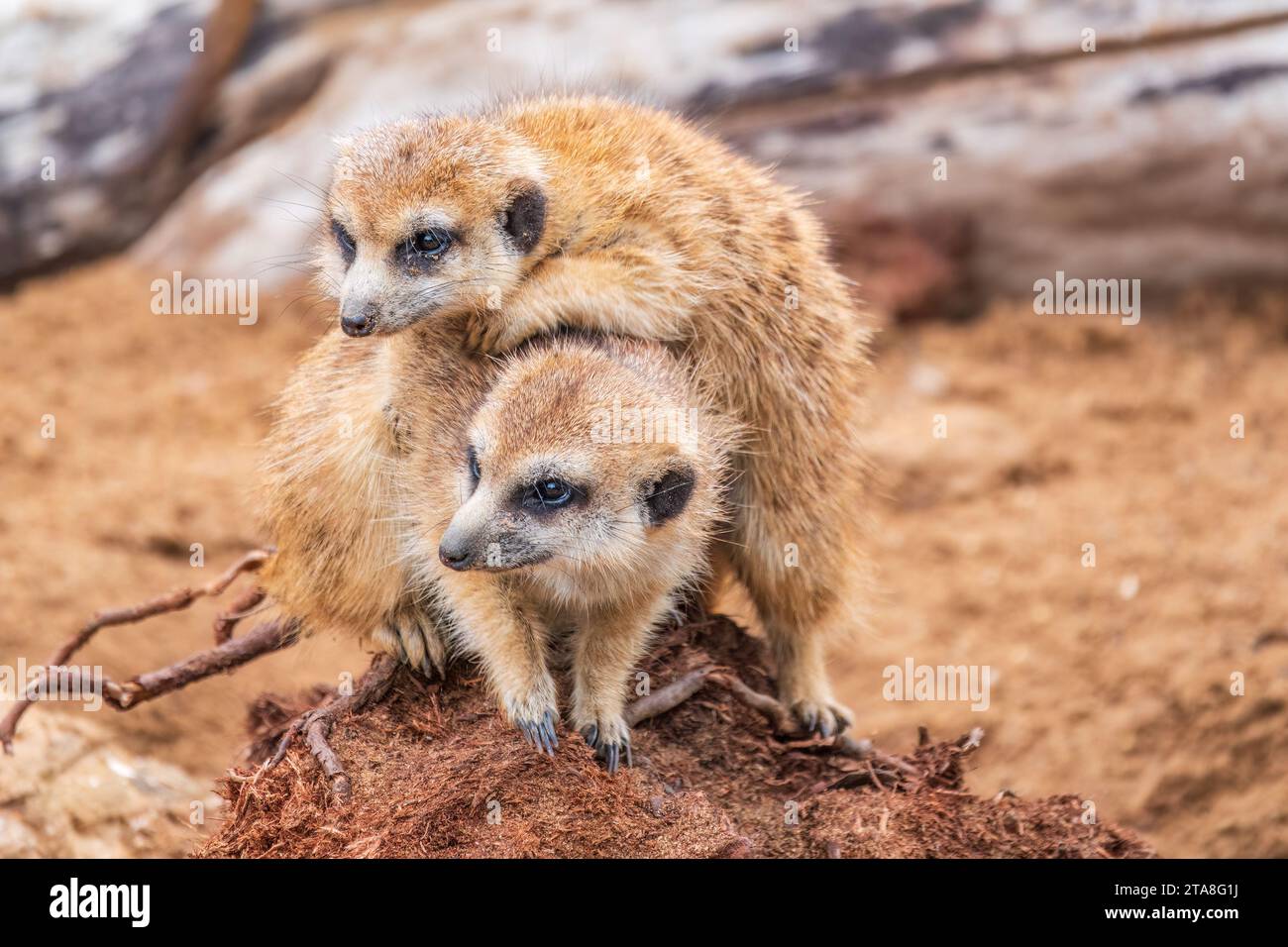 A group of cute meerkats. Meerkat Family are sunbathing. Meerkat ...