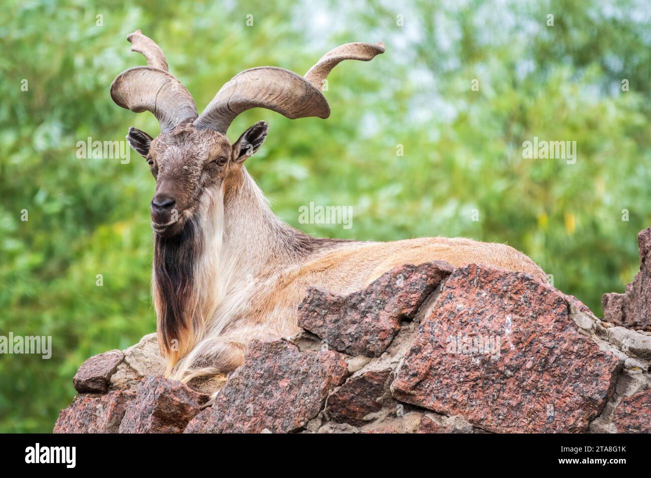 Close-up portrait of Markhor, Capra falconeri, wild goat native to ...