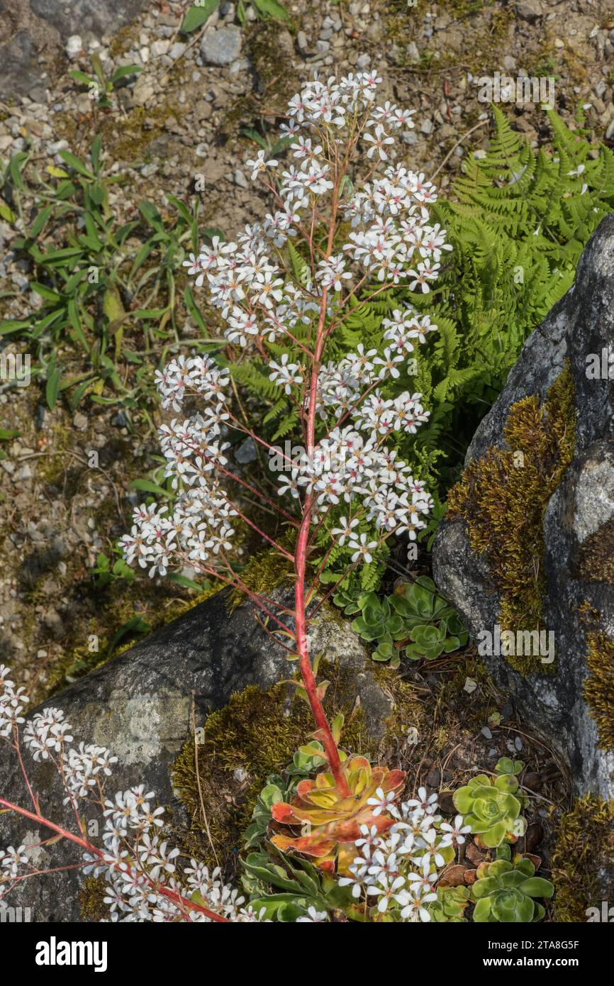 Pyramidal saxifrage, Saxifraga cotyledon, in flower in the french Alps ...