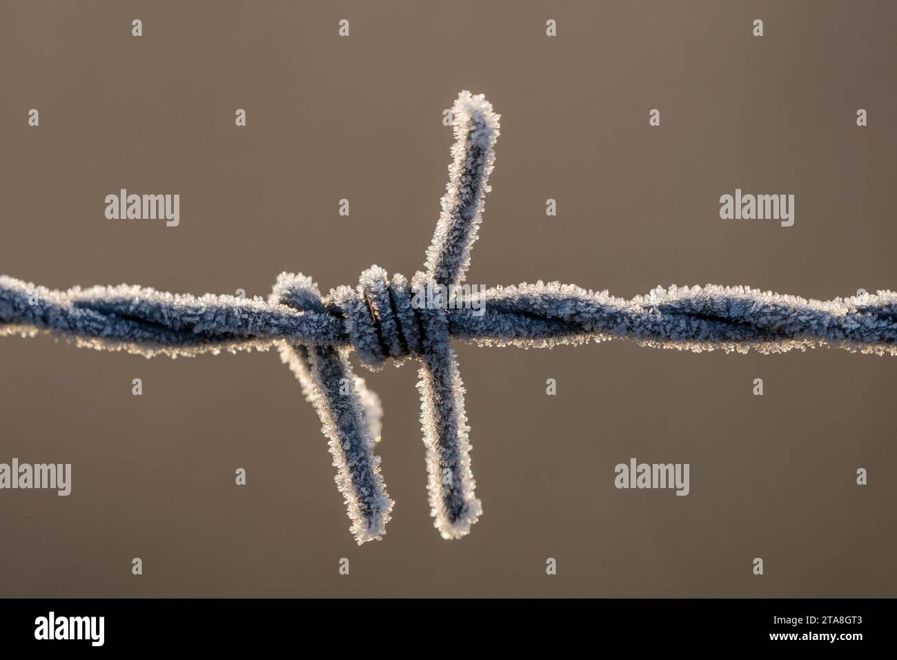 Frozen silver color metal wire. Winter time, season, Blurry brown ...