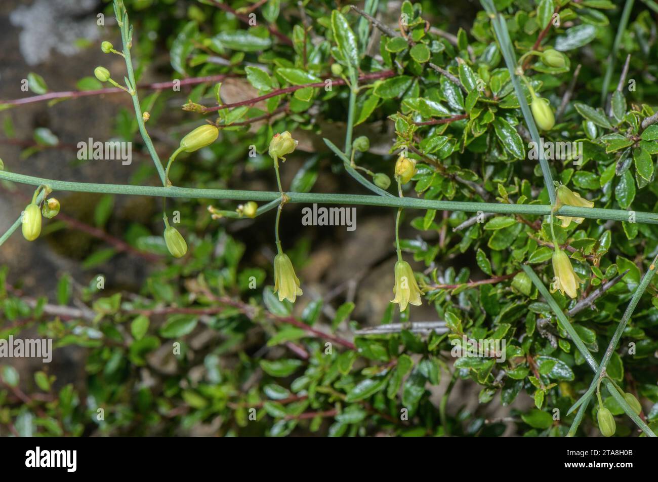 Asparagus officinalis ssp prostratus hi-res stock photography and ...