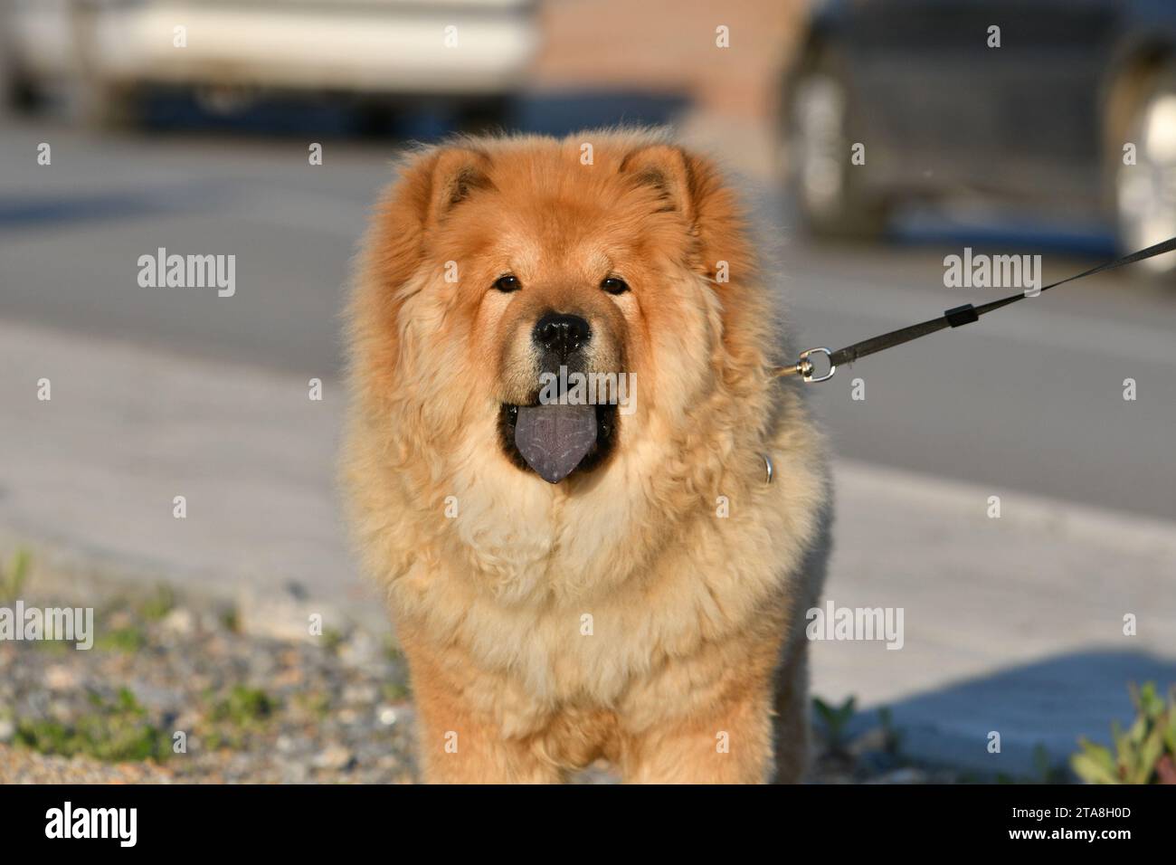 Chow chow, chinese dog breed, with blue and black colors tongue and ...