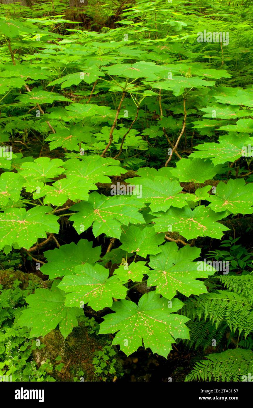 Devils club along Giant Cedars Trail, Revelstoke National Park, British ...