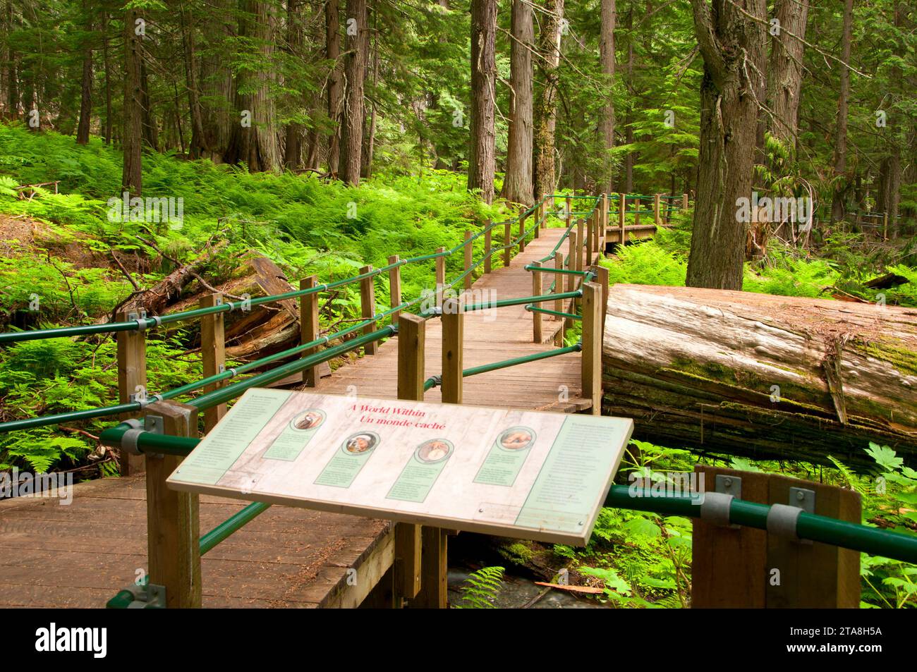 Interpretive board along Hemlock Grove Trail, Glacier National Park, British Columbia, Canada ...
