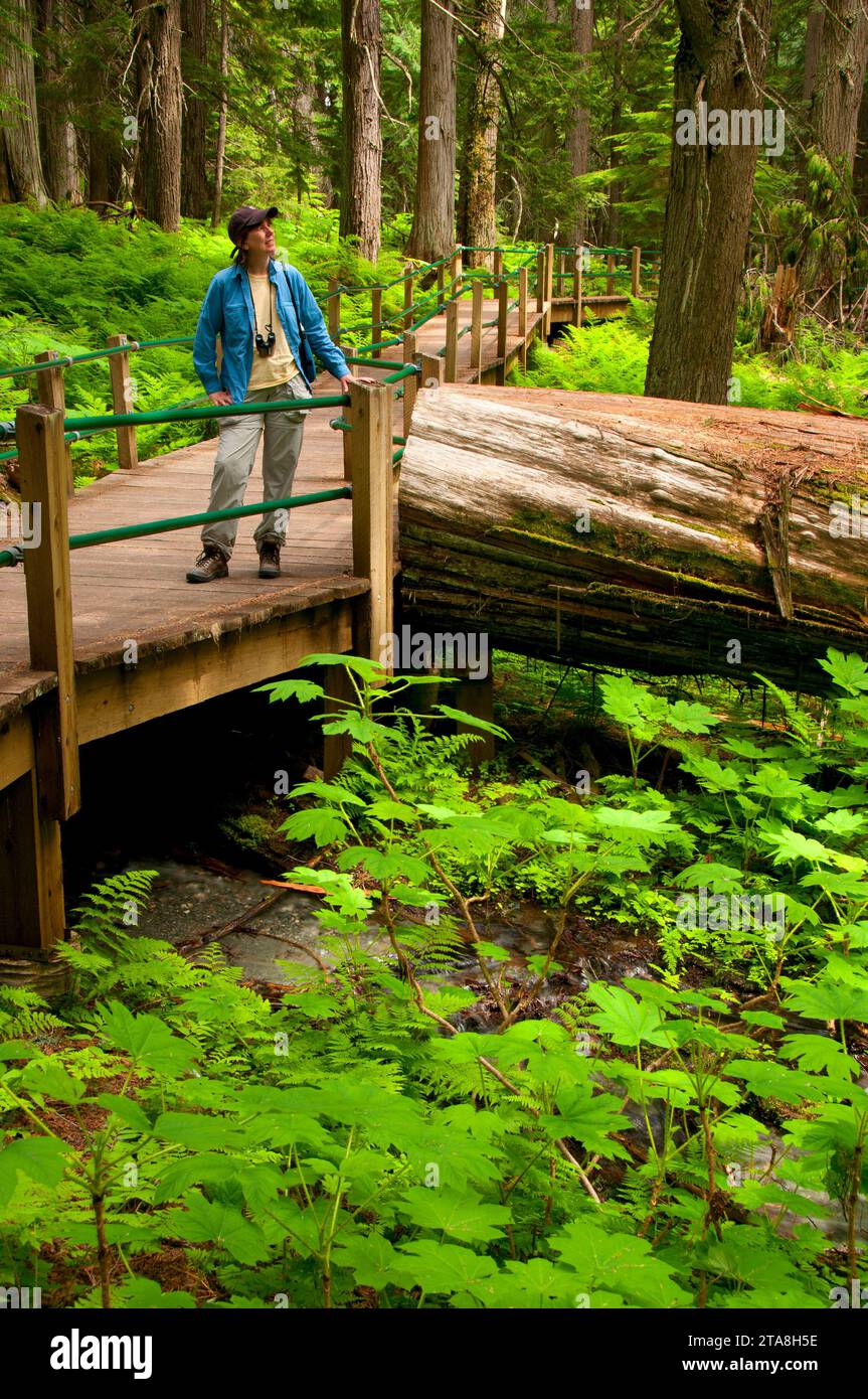 Hemlock grove glacier national park hi-res stock photography and images ...
