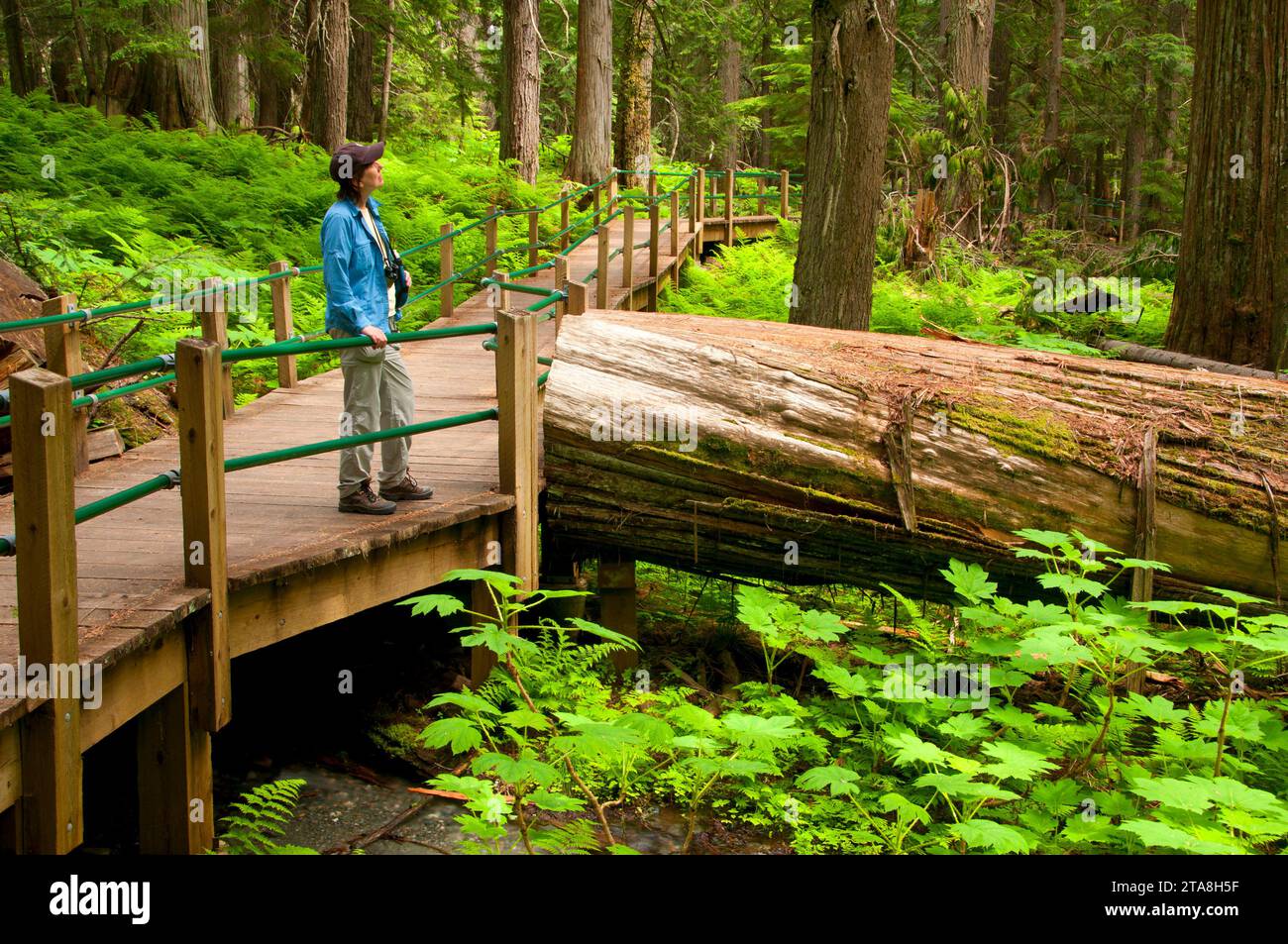 Hemlock grove glacier national park hi-res stock photography and images ...