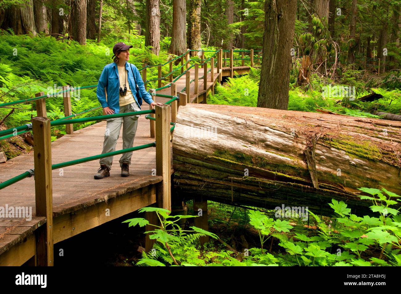 Hemlock grove glacier national park hi-res stock photography and images ...