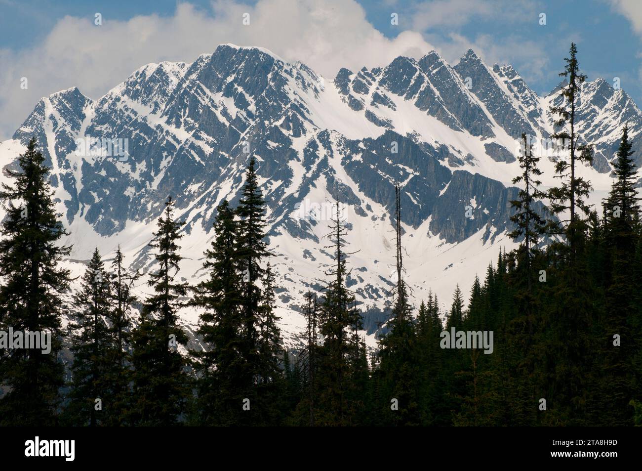 Mt Rogers, Rogers Pass National Historic Site, Glacier National Park ...