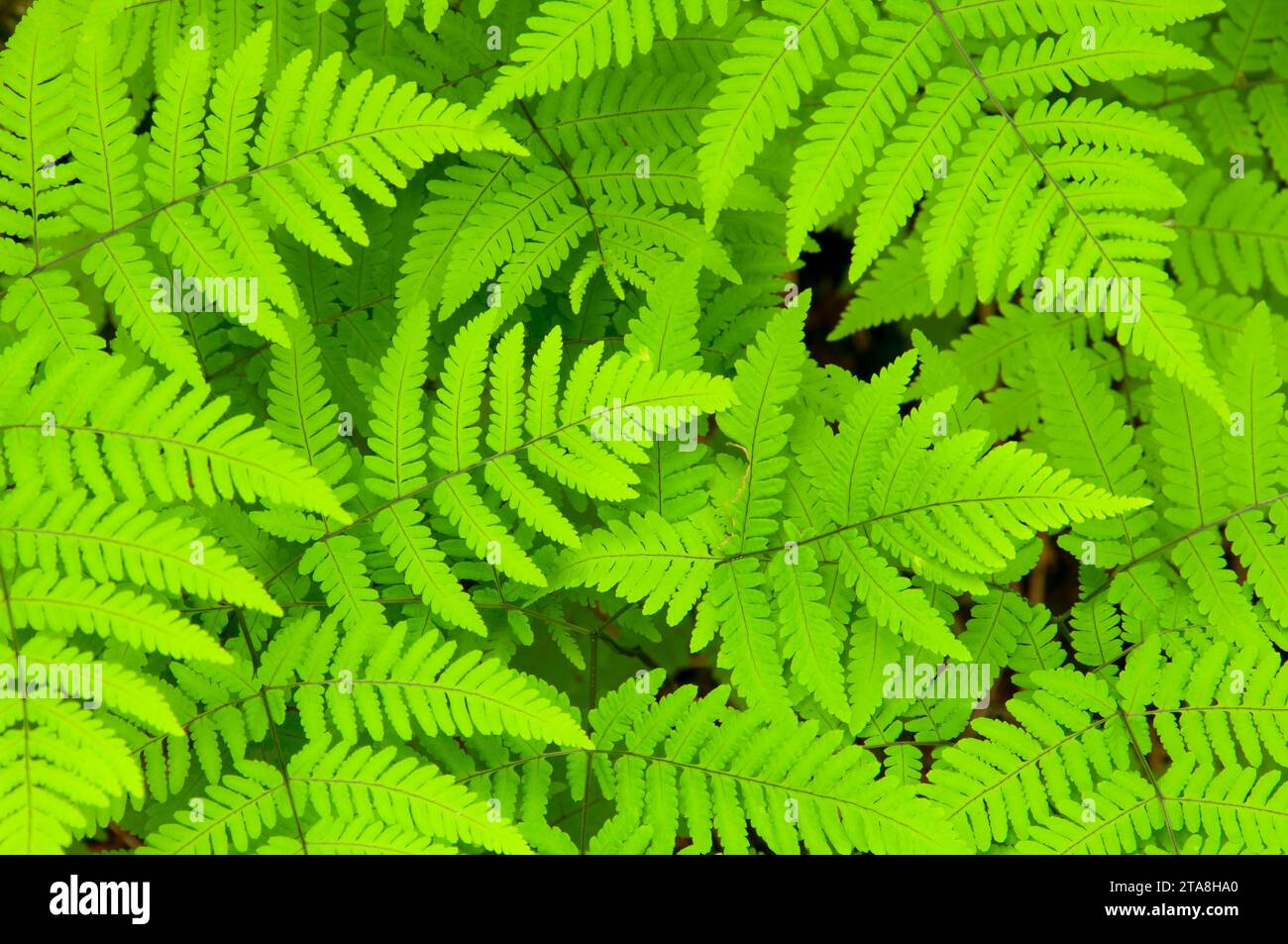 Ferns along Bear Creek Falls Trail, Glacier National Park, British ...