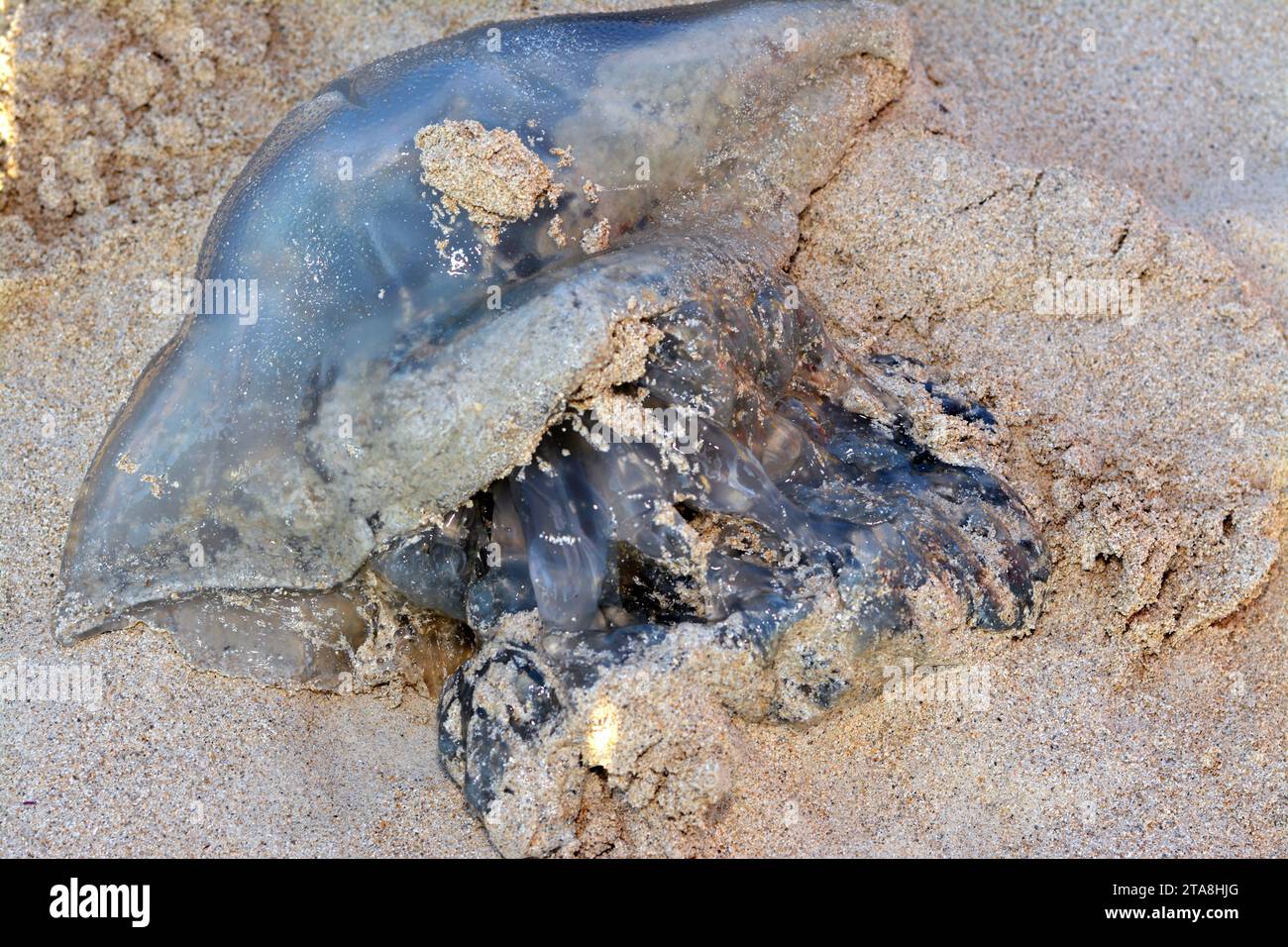 Jellyfish, sea jellies, medusa-phase of certain gelatinous members of ...
