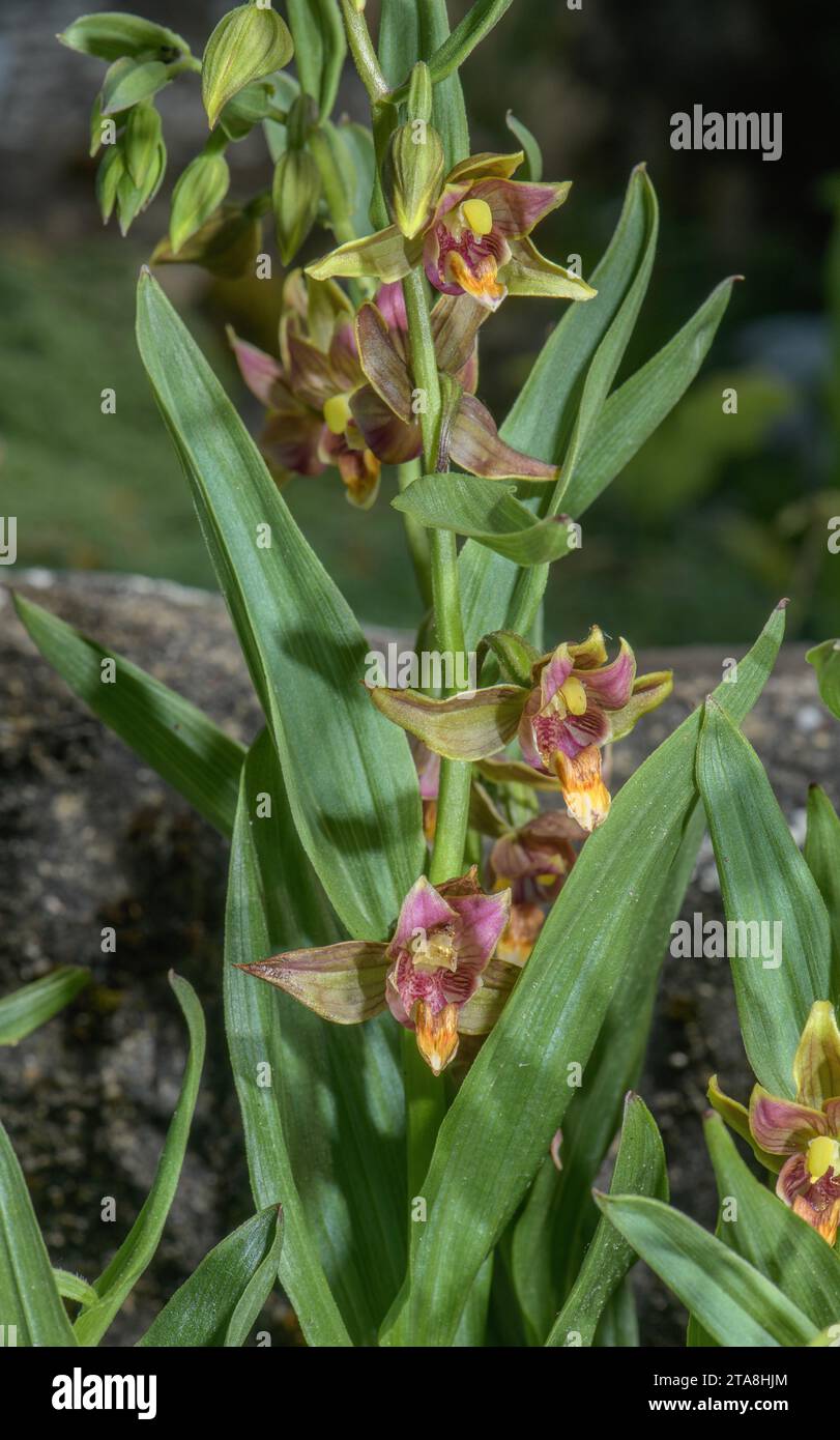 Giant helleborine, Epipactis gigantea, in flower. North America Stock ...