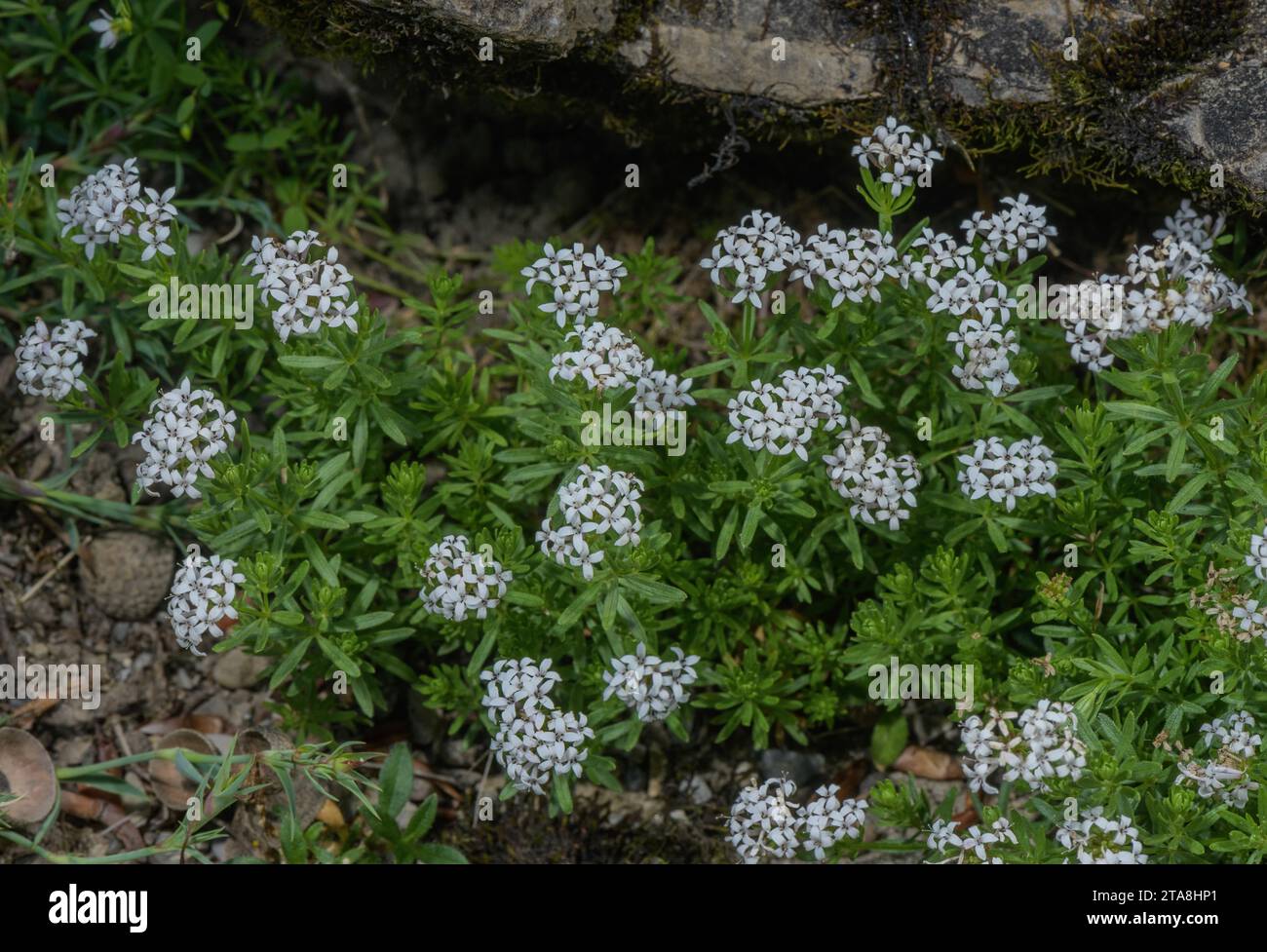 An Alpine woodruff, Asperula hirta in the Pyrenees Stock Photo - Alamy