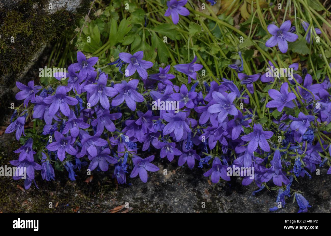 Dalmatian bellflower, Campanula portenschlagiana, in flower. Croatian ...