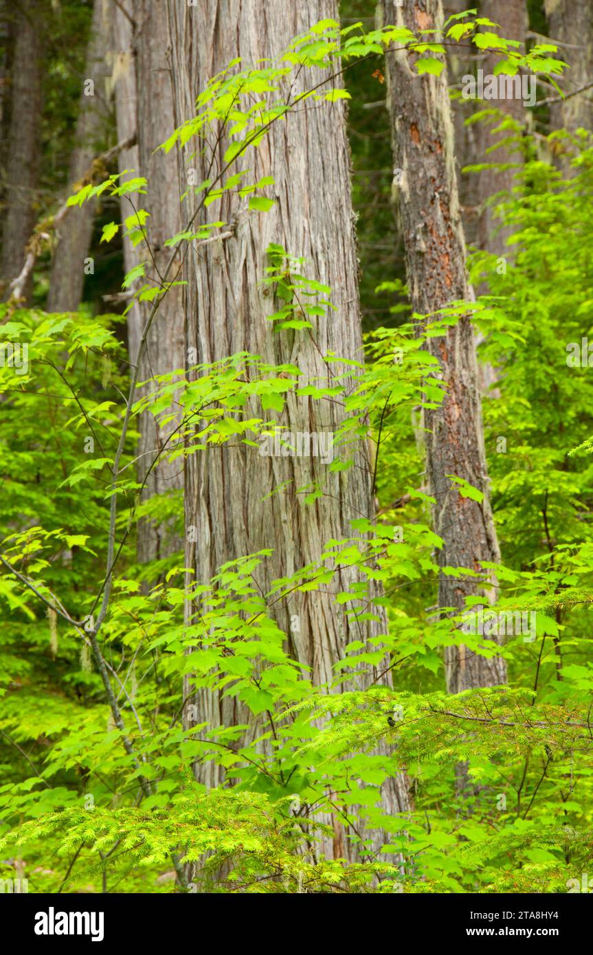 Red cedar forest, Wells Gray Provincial Park, British Columbia, Canada ...