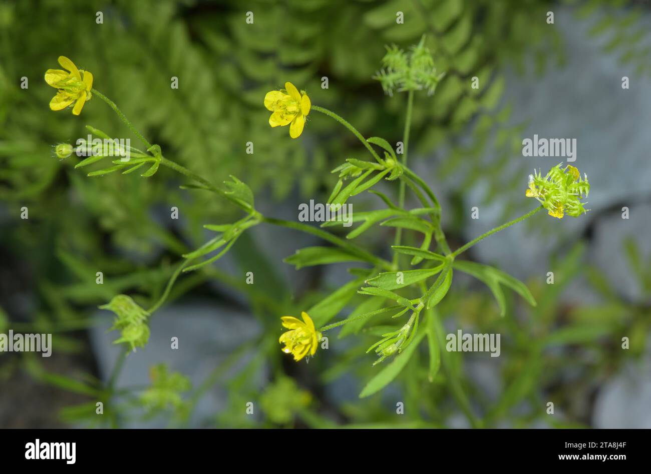 Corn buttercup, Ranunculus arvensis in flower and fruit; rare weed of ...