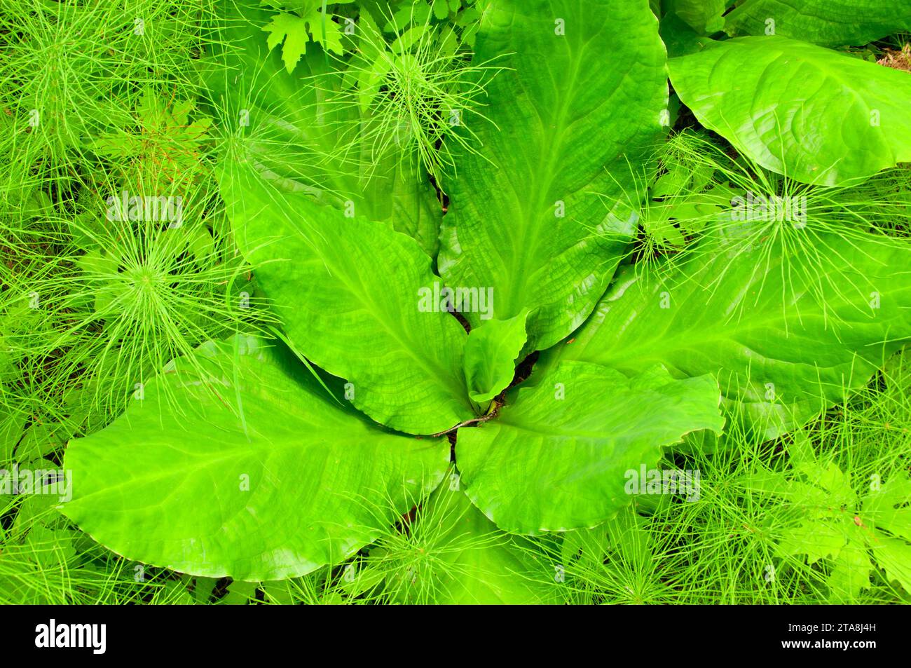 Skunk cabbage along West Lake Loop Trail, Wells Gray Provincial Park ...