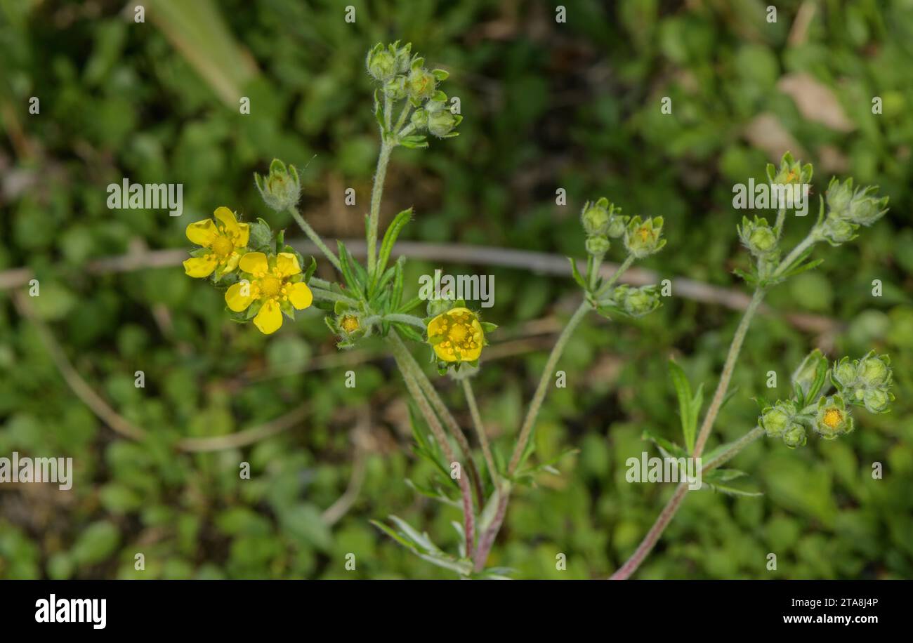 Feather-Leaved Cinquefoil, Potentilla multifida in flower; Himalayas ...