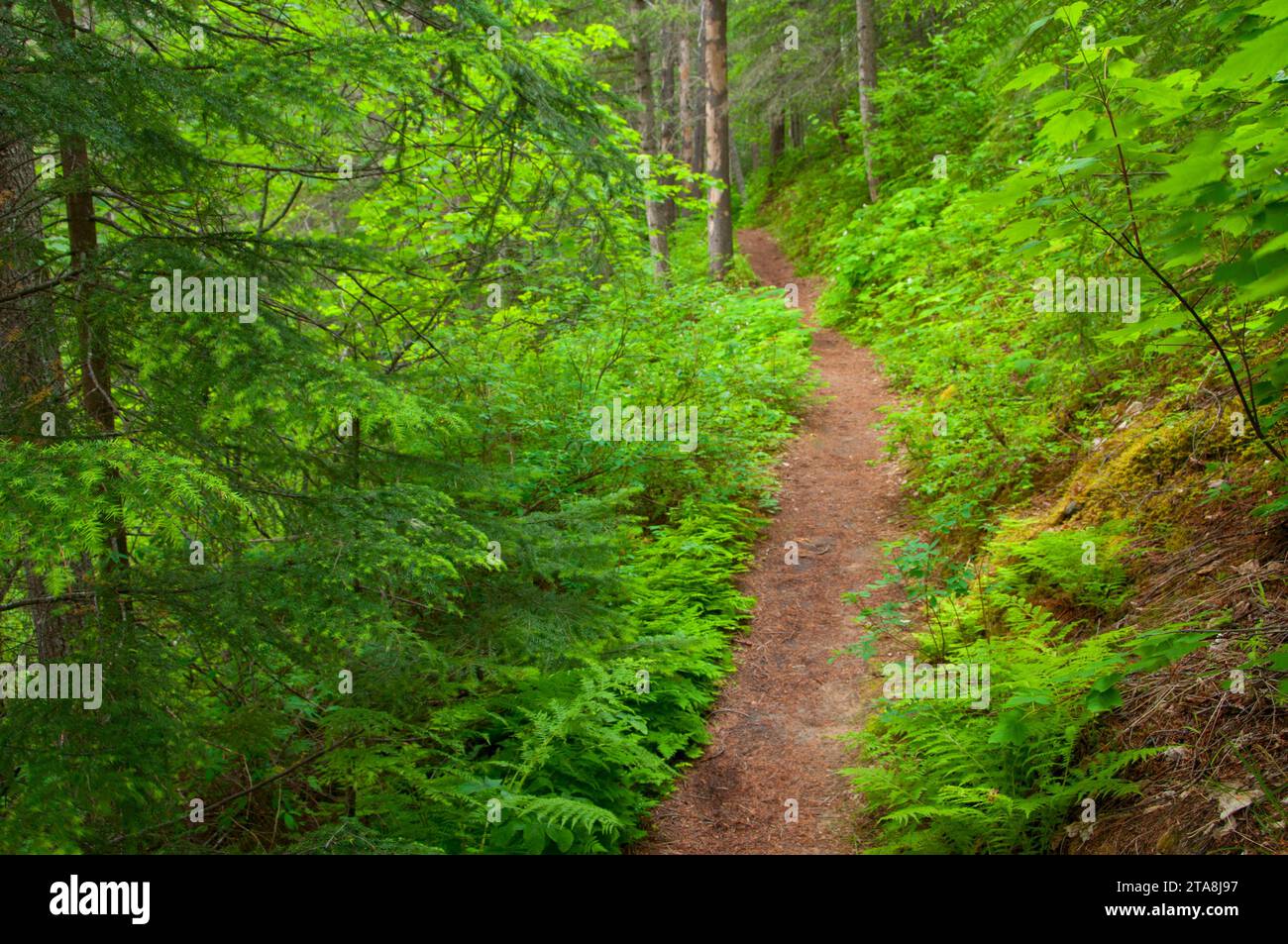 Overlander Falls Trail, Mt Robson Provincial Park, British Columbia ...
