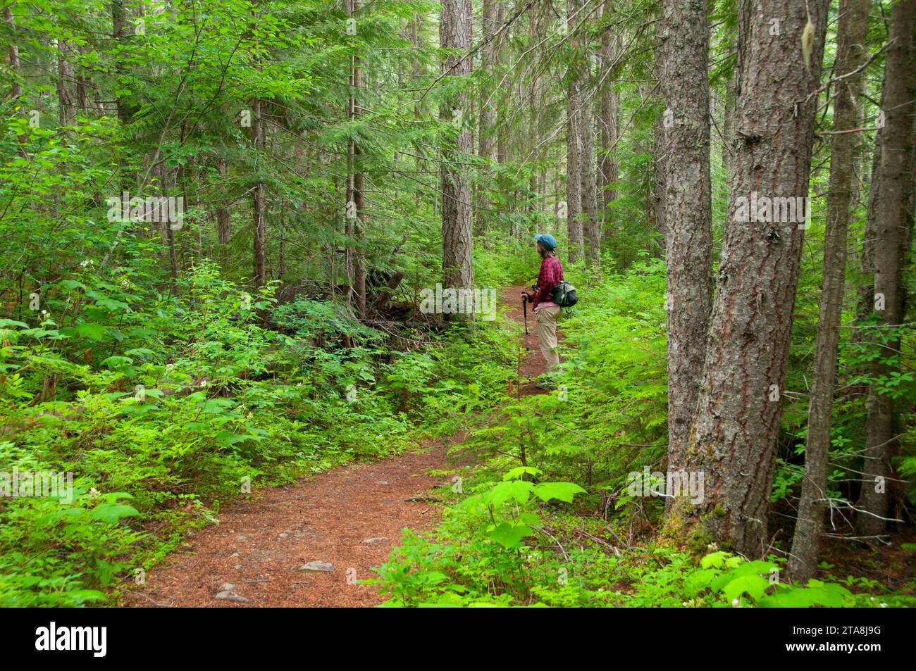 Overlander Falls Trail, Mt Robson Provincial Park, British Columbia ...