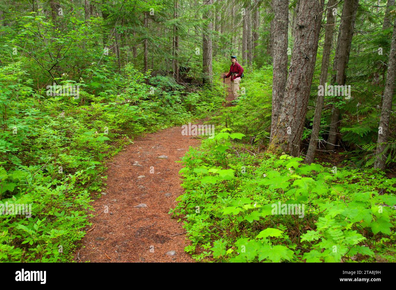 Overlander Falls Trail, Mt Robson Provincial Park, British Columbia ...