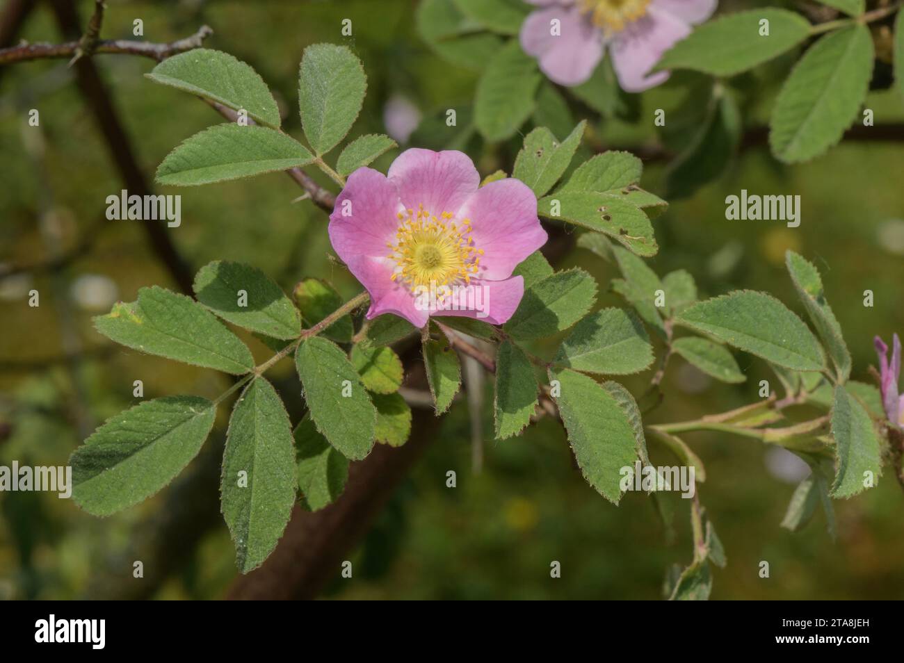 Downy rose hi-res stock photography and images - Alamy