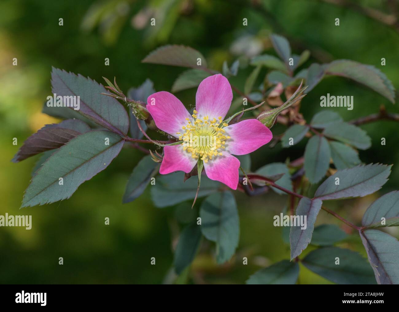 Redleaf rose, Rosa glauca in flower in the Pyrenees Stock Photo - Alamy