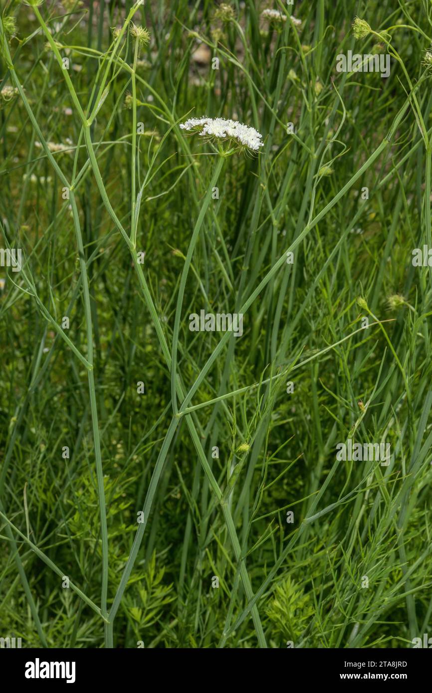 Pignut hi-res stock photography and images - Alamy