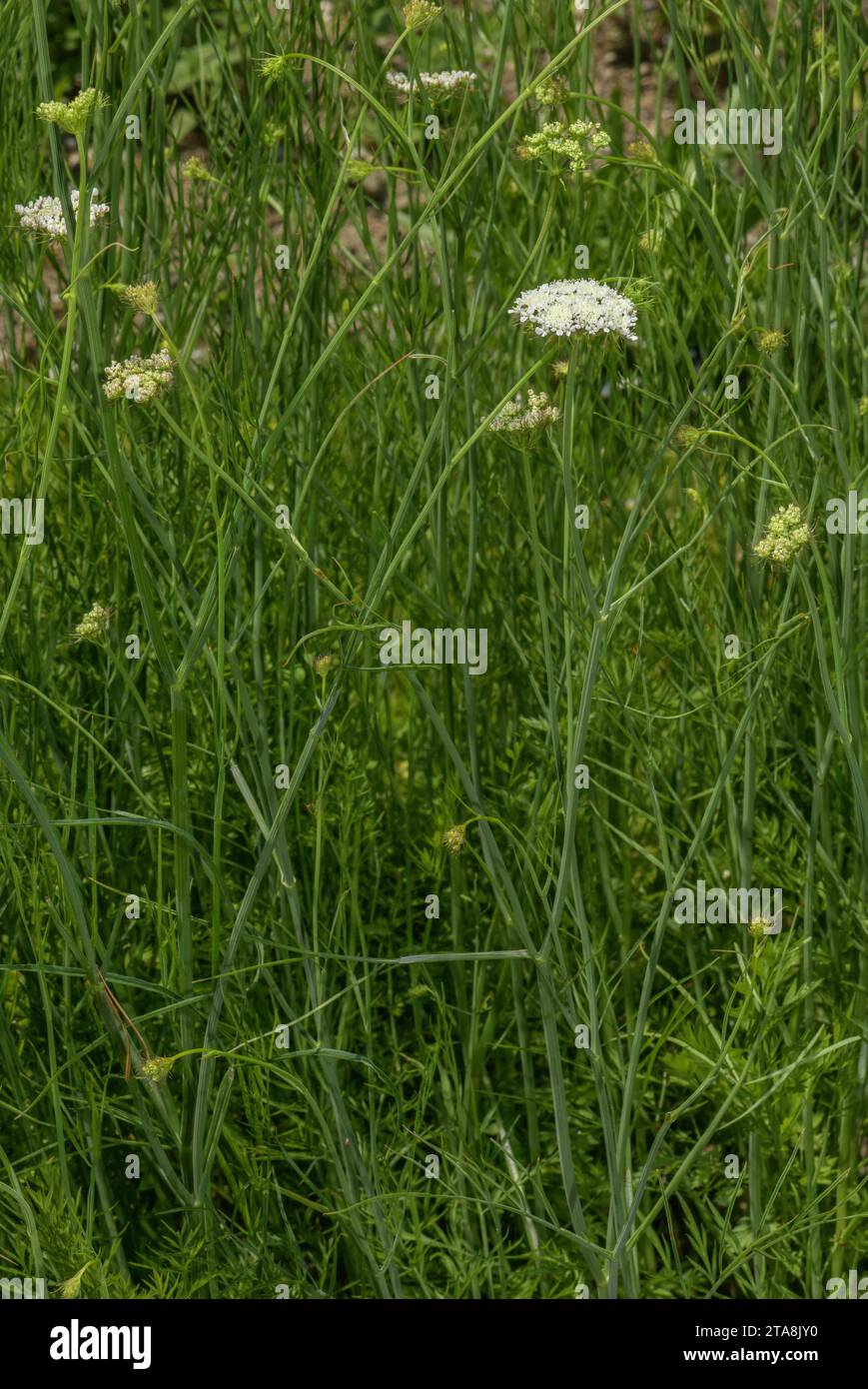 Great pignut, Bunium bulbocastanum, in flower in meadow Stock Photo - Alamy