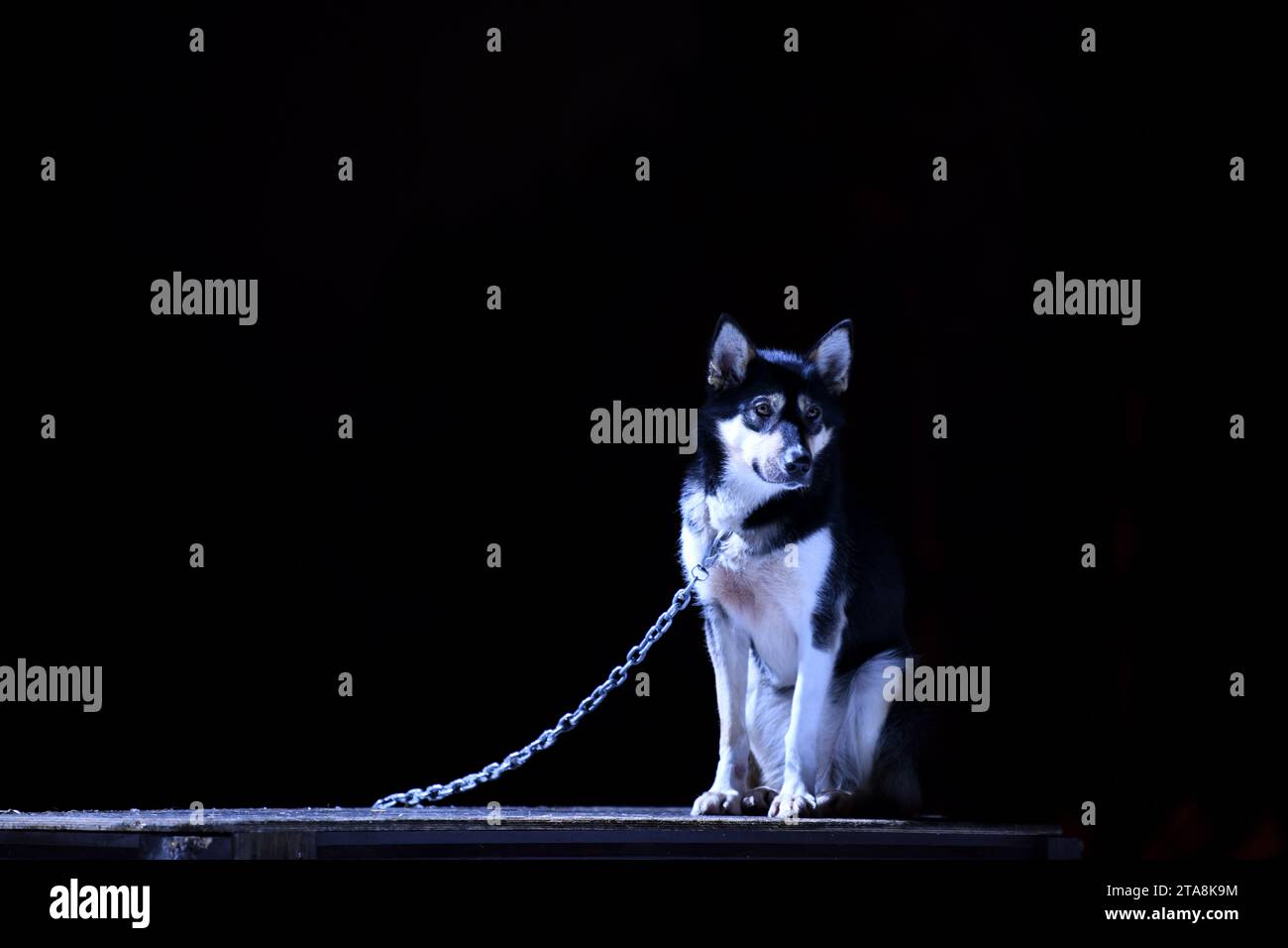 Portrait of Alaskan husky kept on chain on black background Stock Photo ...