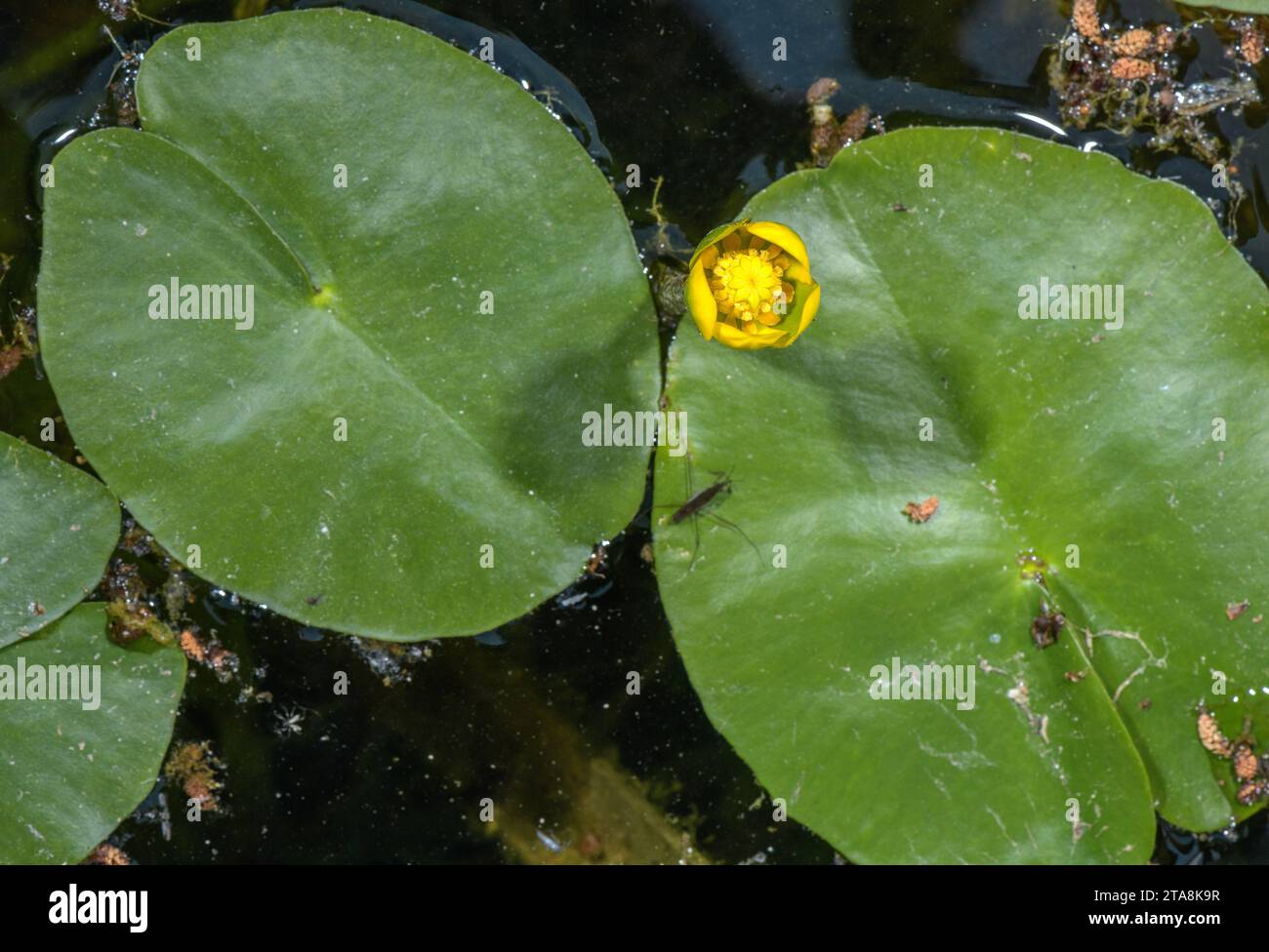 Least water-lily, Nuphar pumila in flower in small pond, northern ...