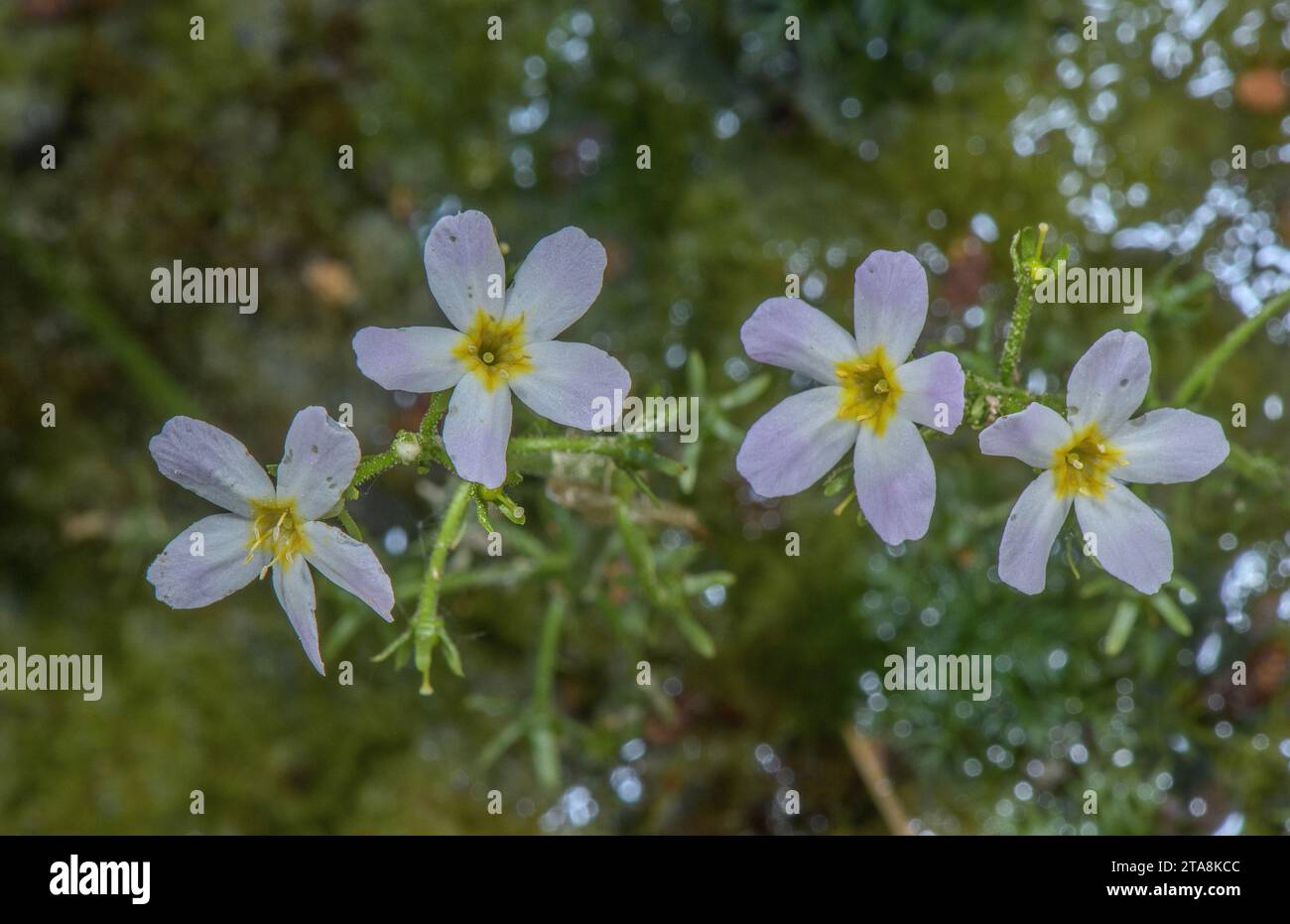 Water-violet, Hottonia palustris, in flower in ditch Stock Photo - Alamy