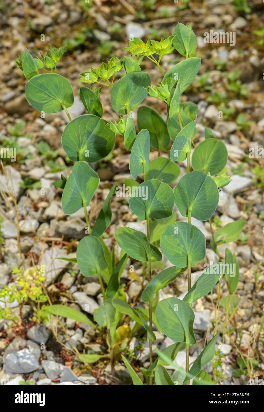 Thorow Wax, Bupleurum rotundifolium, in flower. Very rare cornfield ...