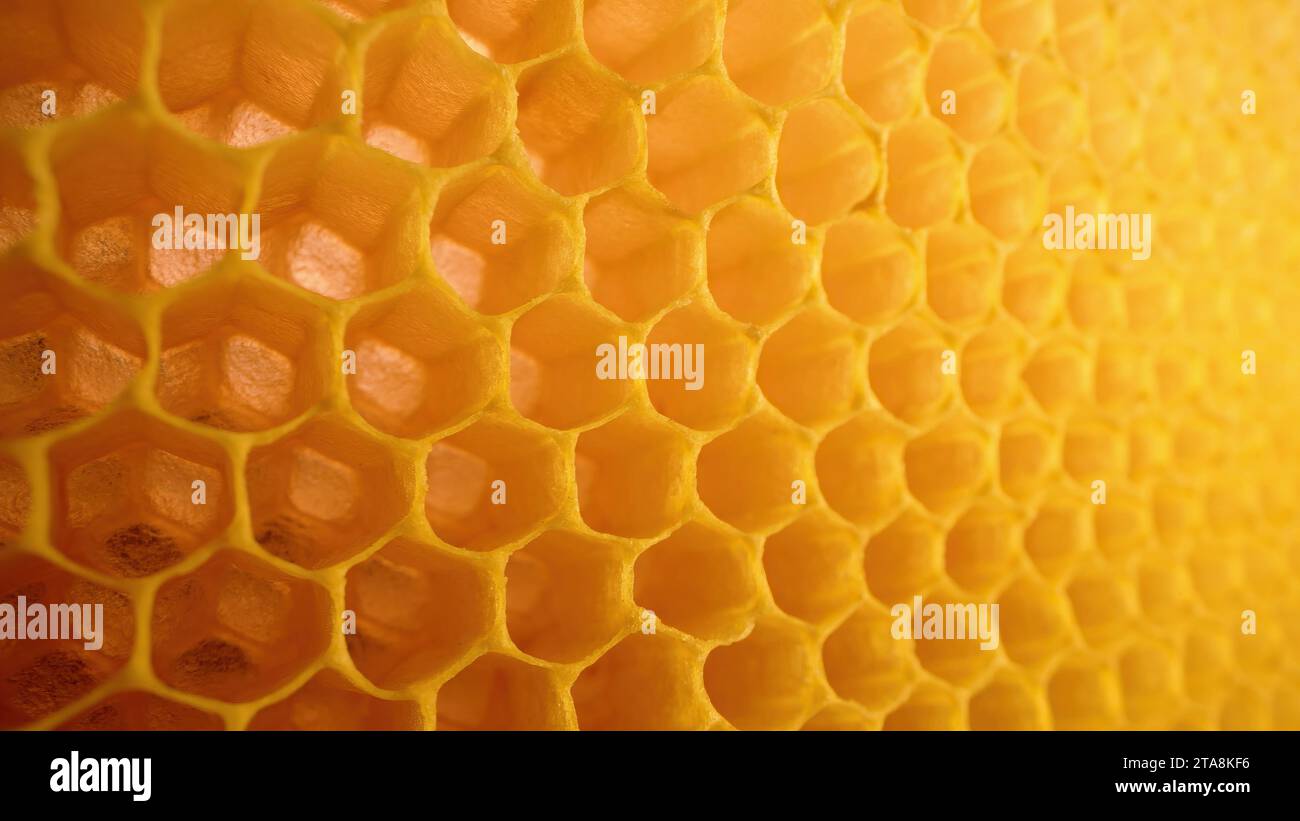 Honeycombs macro footage inside bees hive. Yellow empty wax cells ...