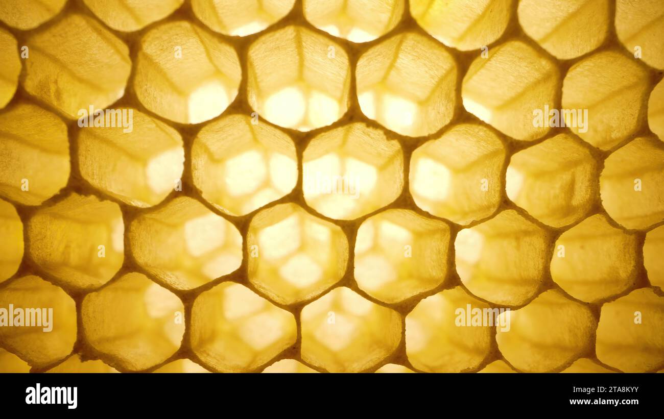 Honeycombs macro footage inside bees hive. Yellow empty wax cells ...