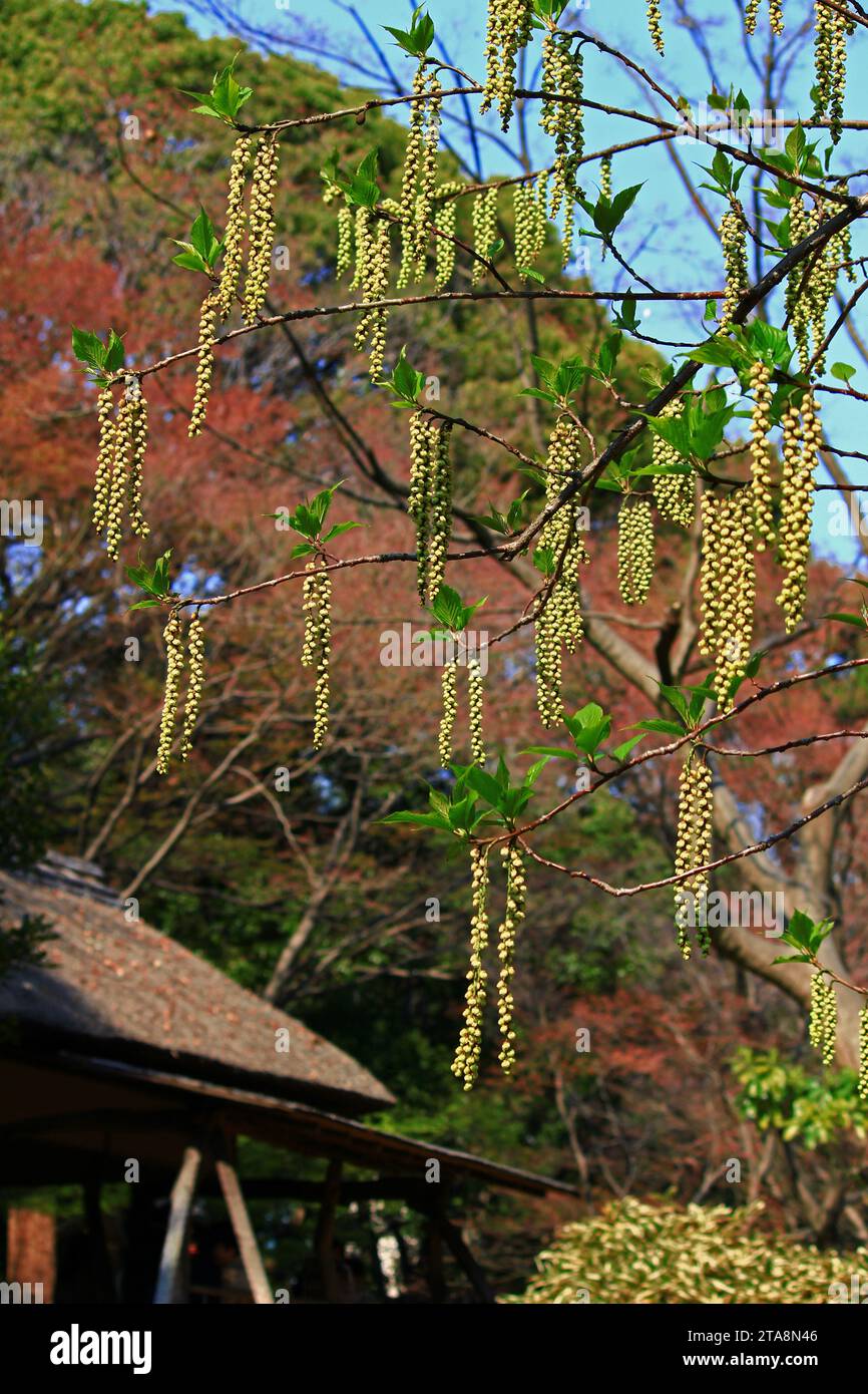 Early spring Stachyurus praecox flowers blooming in fields and ...