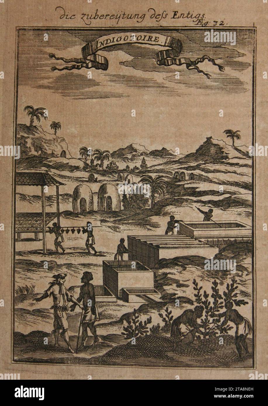 Indigo plantation hi-res stock photography and images - Alamy