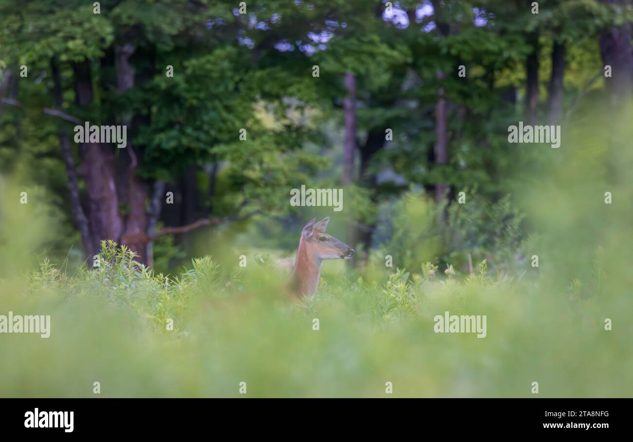 White-tailed doe standing in a summer field in northern Wisconsin Stock ...