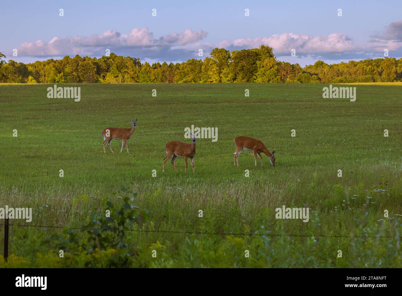 Three whitetails hi-res stock photography and images - Alamy