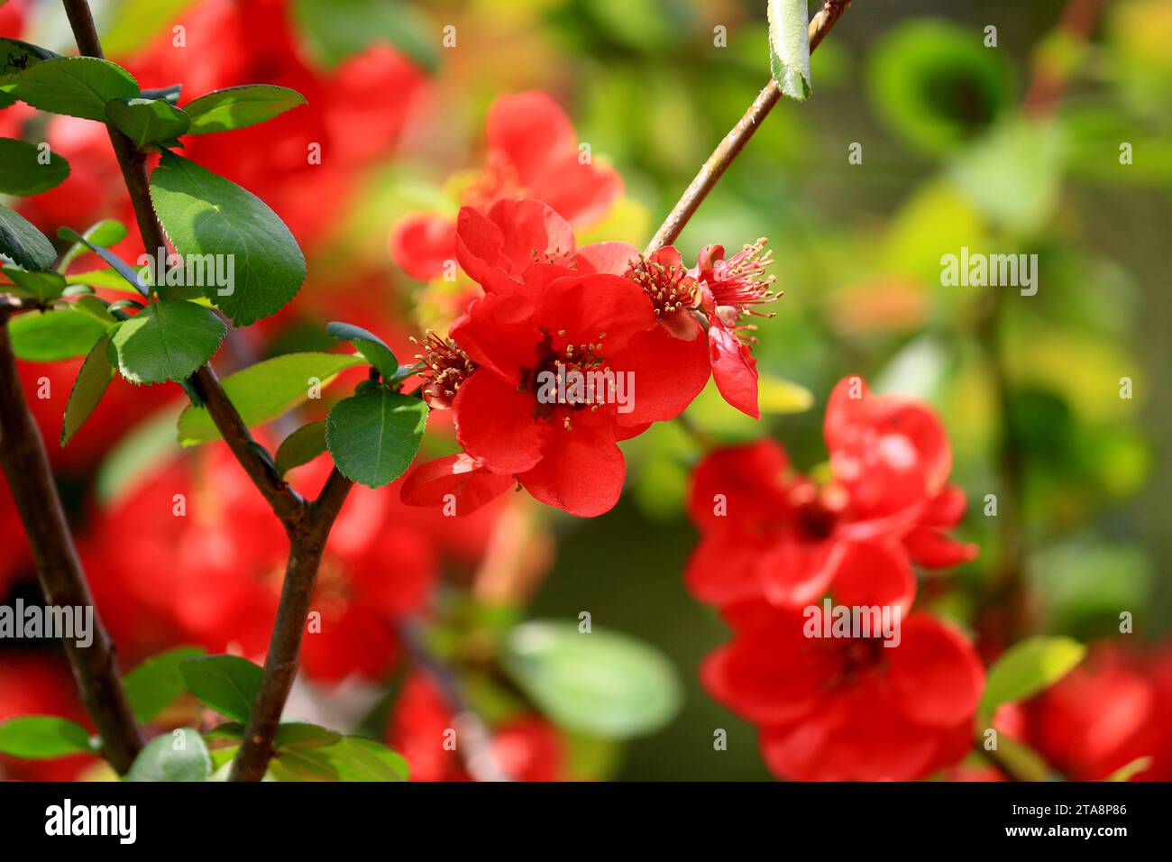 Spring flowers close up people hi-res stock photography and images - Alamy