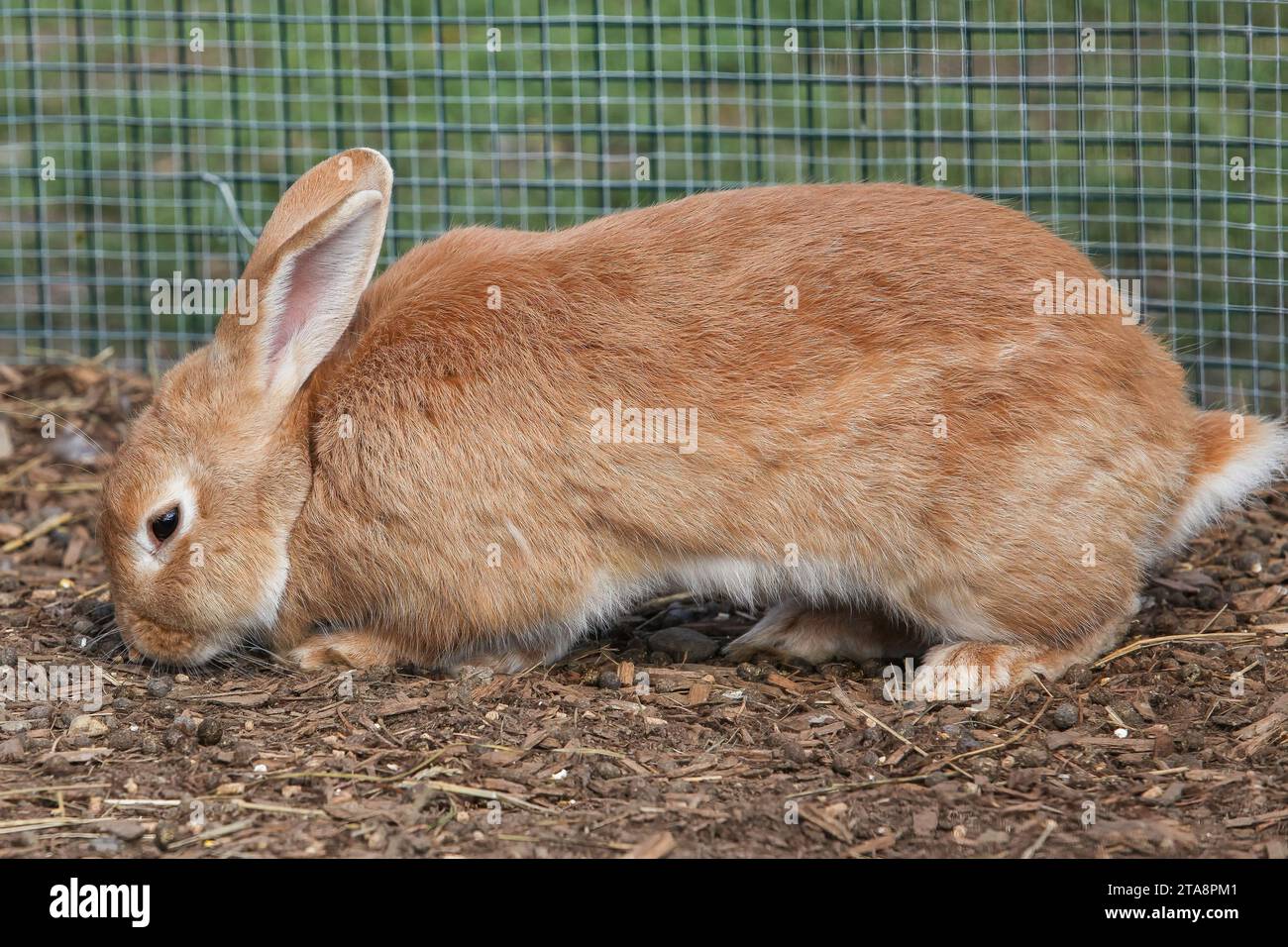 Rabbit inside cage on farm Stock Photo - Alamy