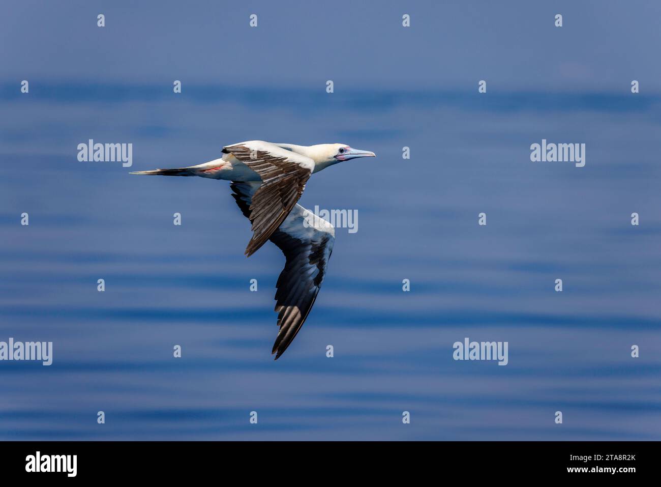 Flying red-footed booby, Sula sula, white color phase, Timor-Leste ...