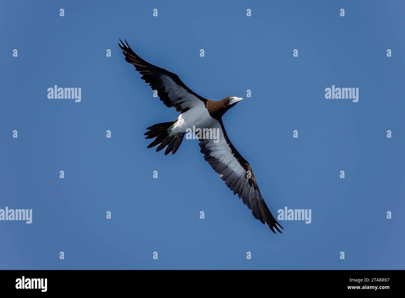 Immature Brown booby, Sula leucogaster, in flight, Timor-Leste. The ...