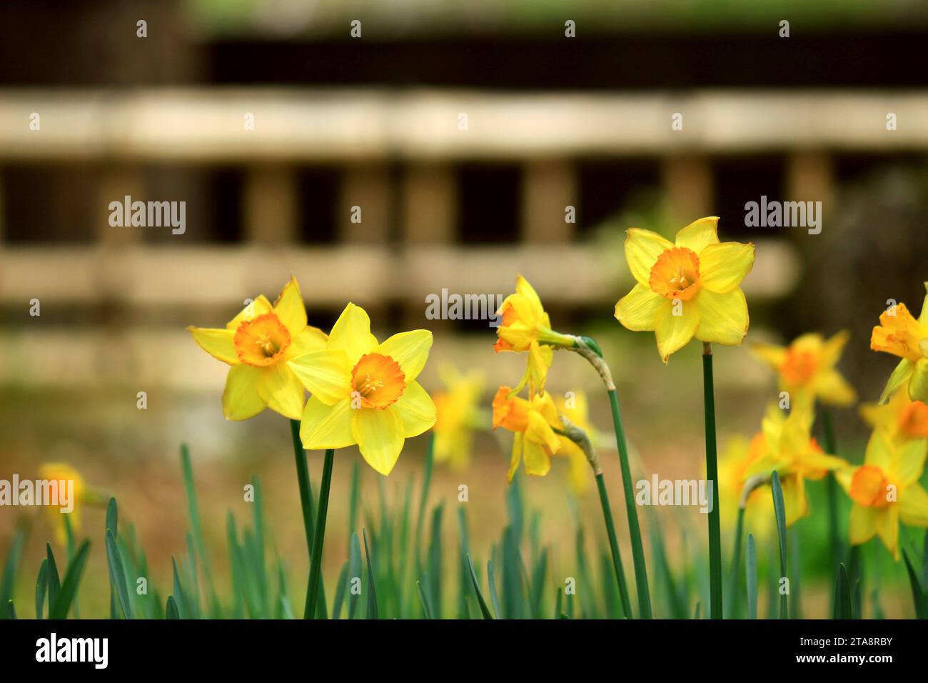 Beautiful scenery of japan Yellow flowers of daffodils blooming in a ...