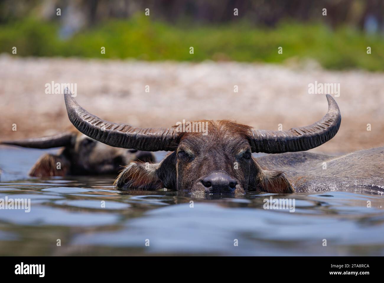 Domestic Asian water buffalo, Bubalus arnee, bathe in a river near the ...