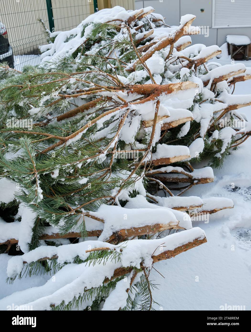 Christmas trees thrown away after the end of the holiday Stock Photo ...