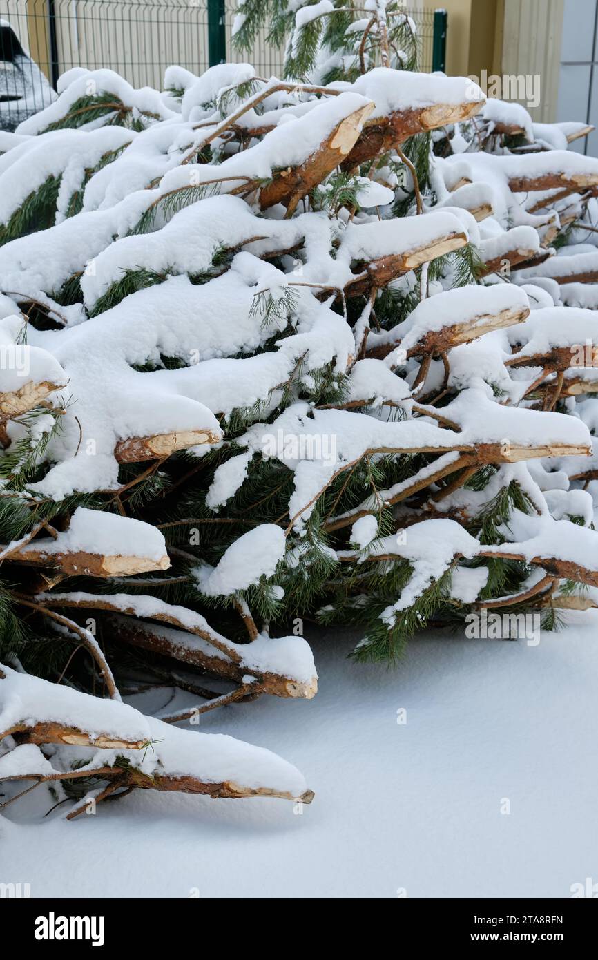 Christmas trees thrown away after the end of the holiday Stock Photo ...