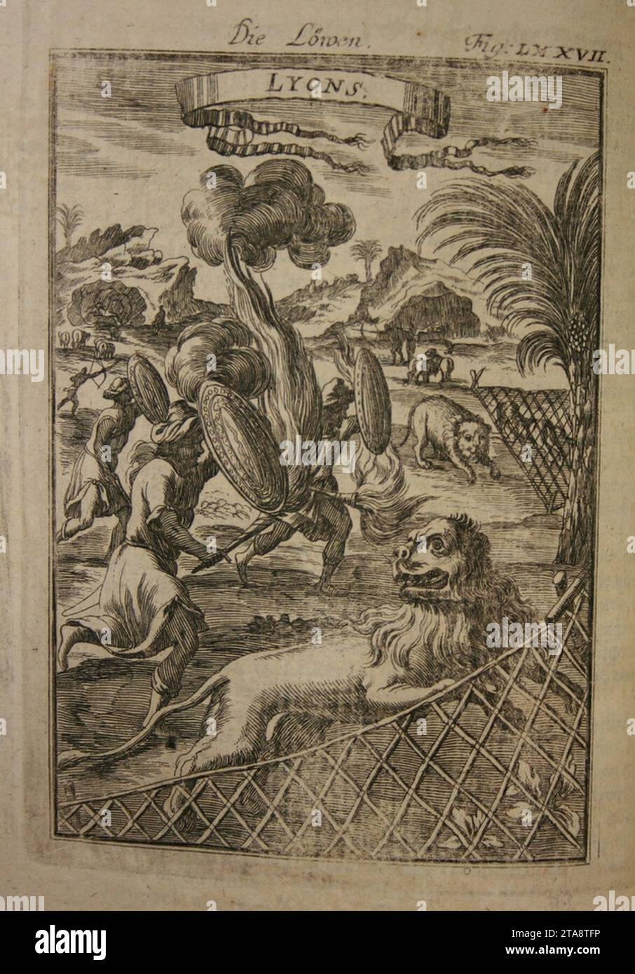 Lions being hunted hi-res stock photography and images - Alamy