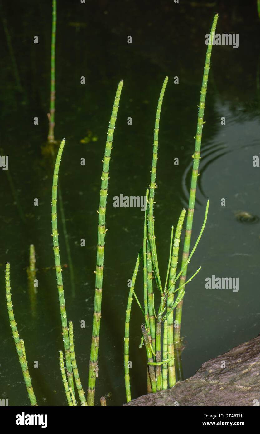 Water Horsetail, Equisetum fluviatile, fronds in upland pond Stock ...