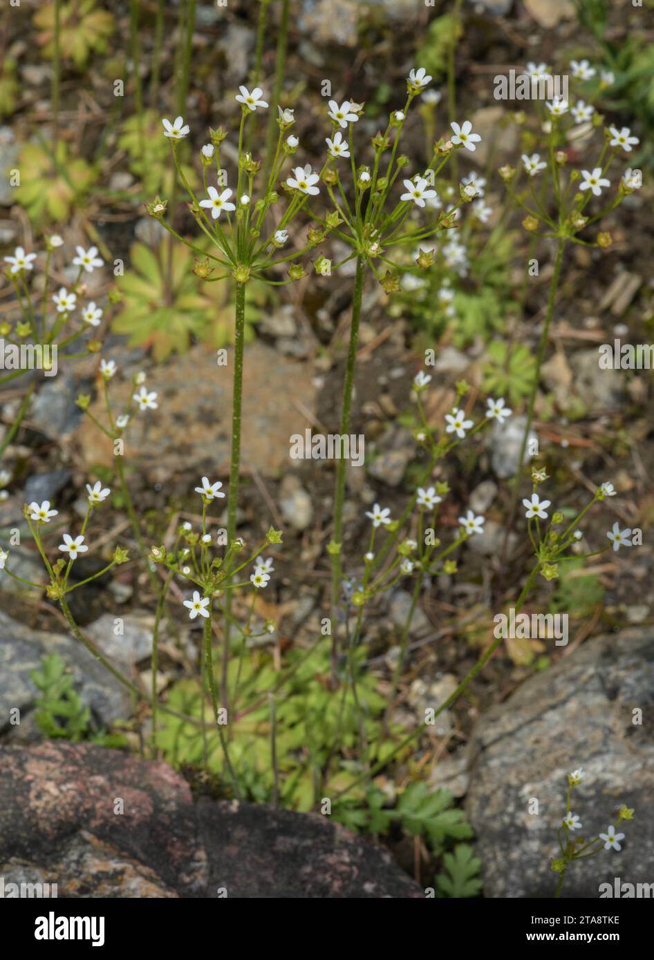 Northern Androsace, Androsace septentrionalis, in flower in montane ...