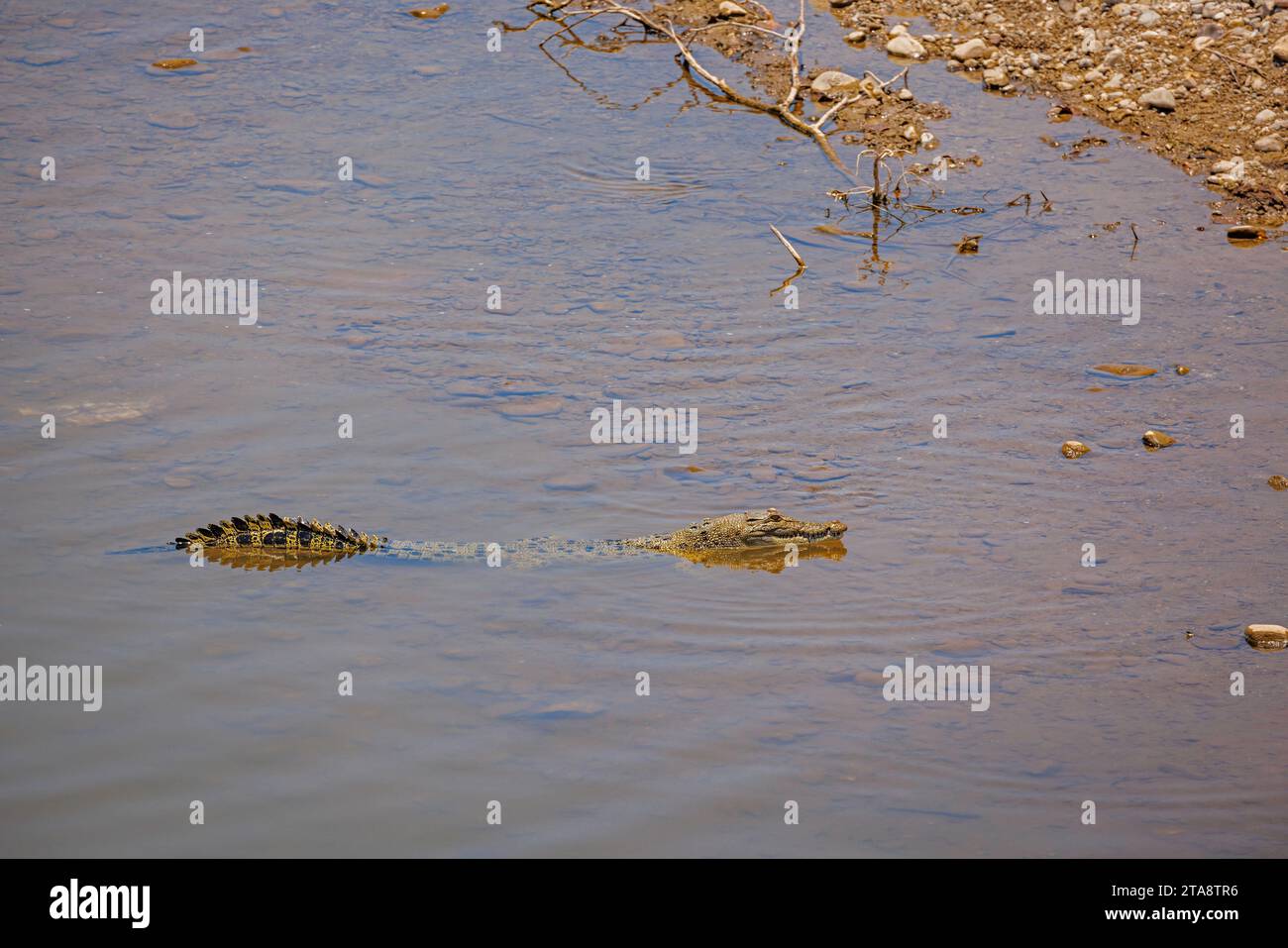 A salt water crocodile, Crocodylus porosus, in the Rib Maluilada River ...